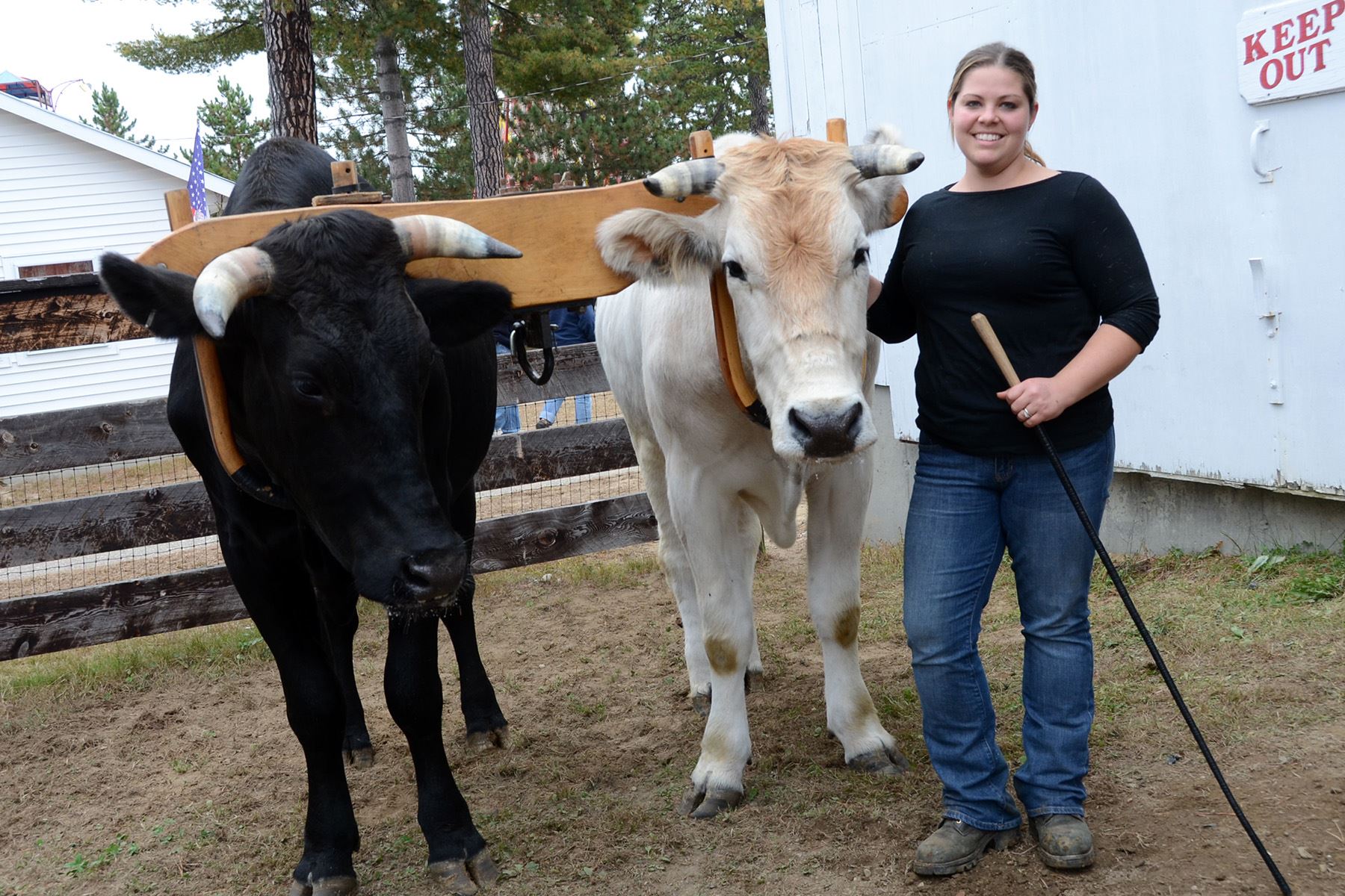 Steer & Oxen - Pulling