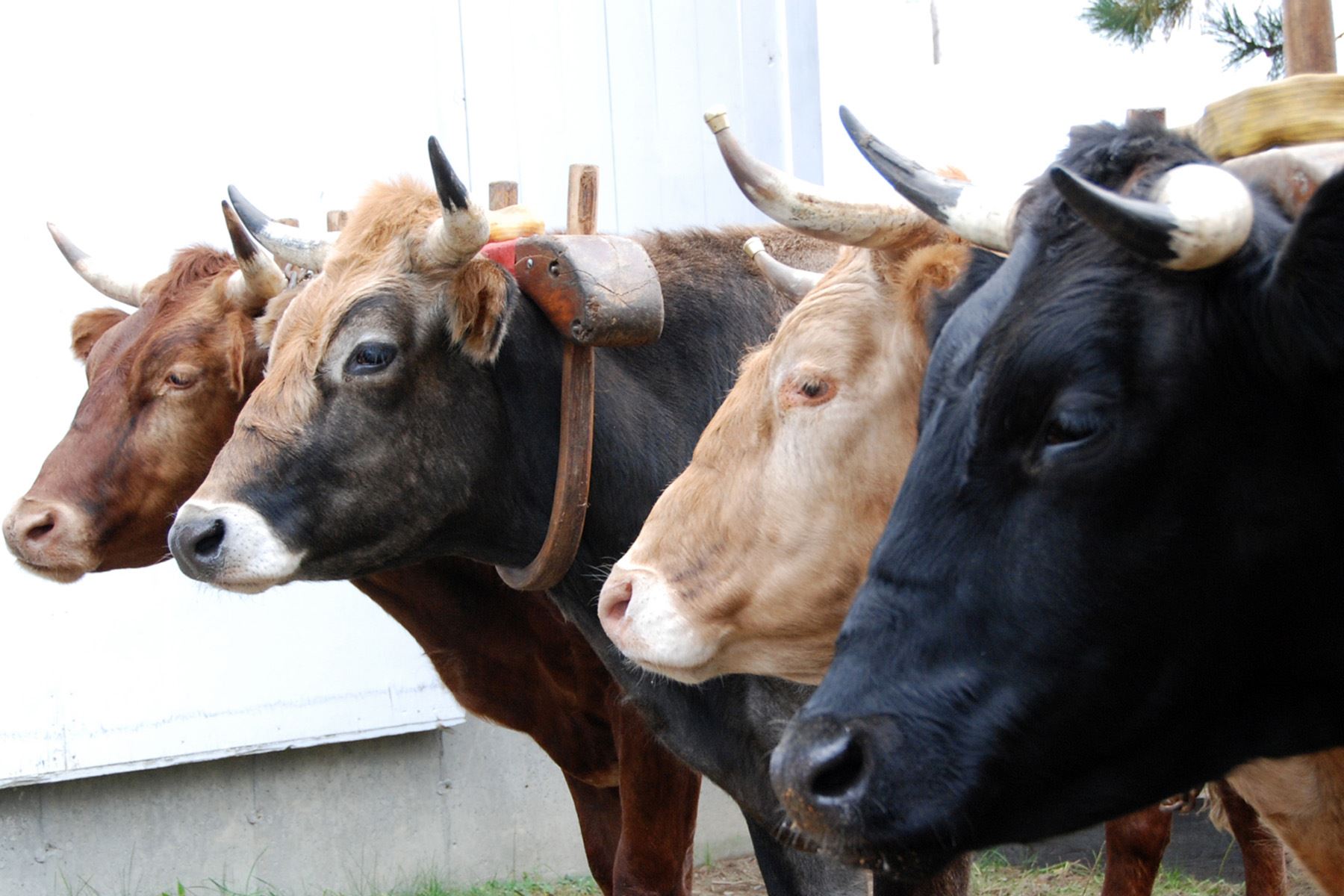 Steer & Oxen - Pulling