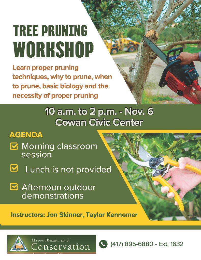 Tree Pruning Workshop