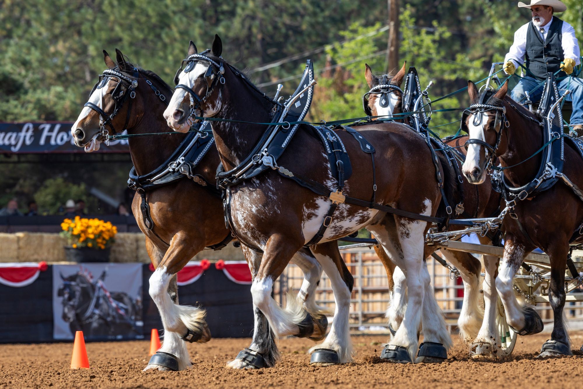 Draft Horse Classic