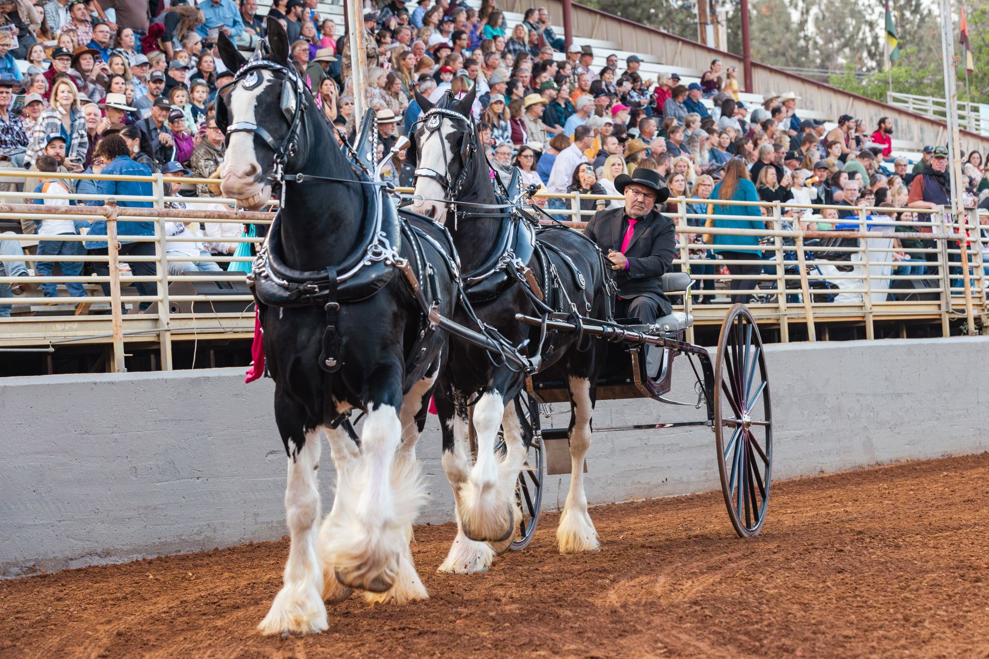 Draft Horse Classic