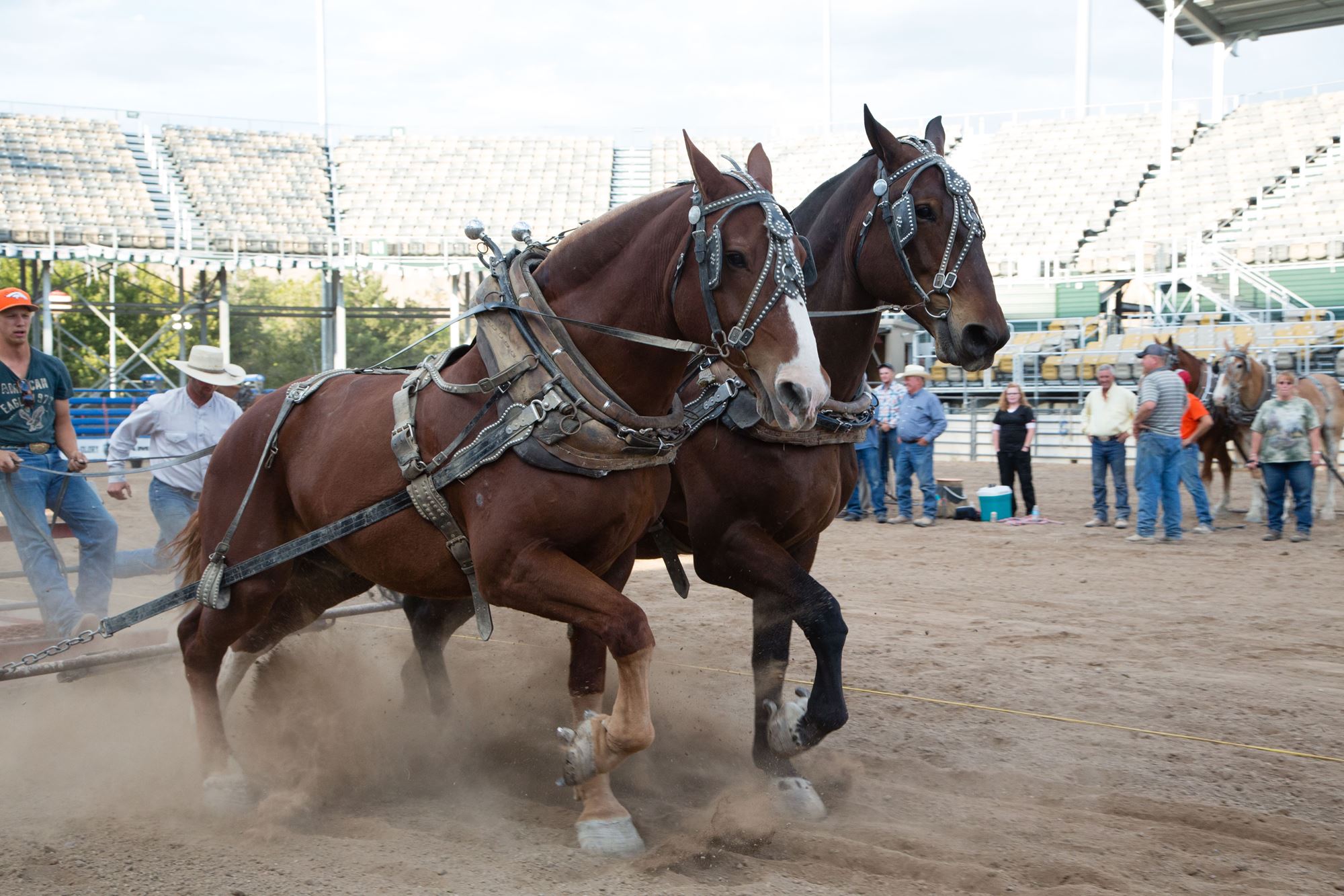 Draft Horses Pulling