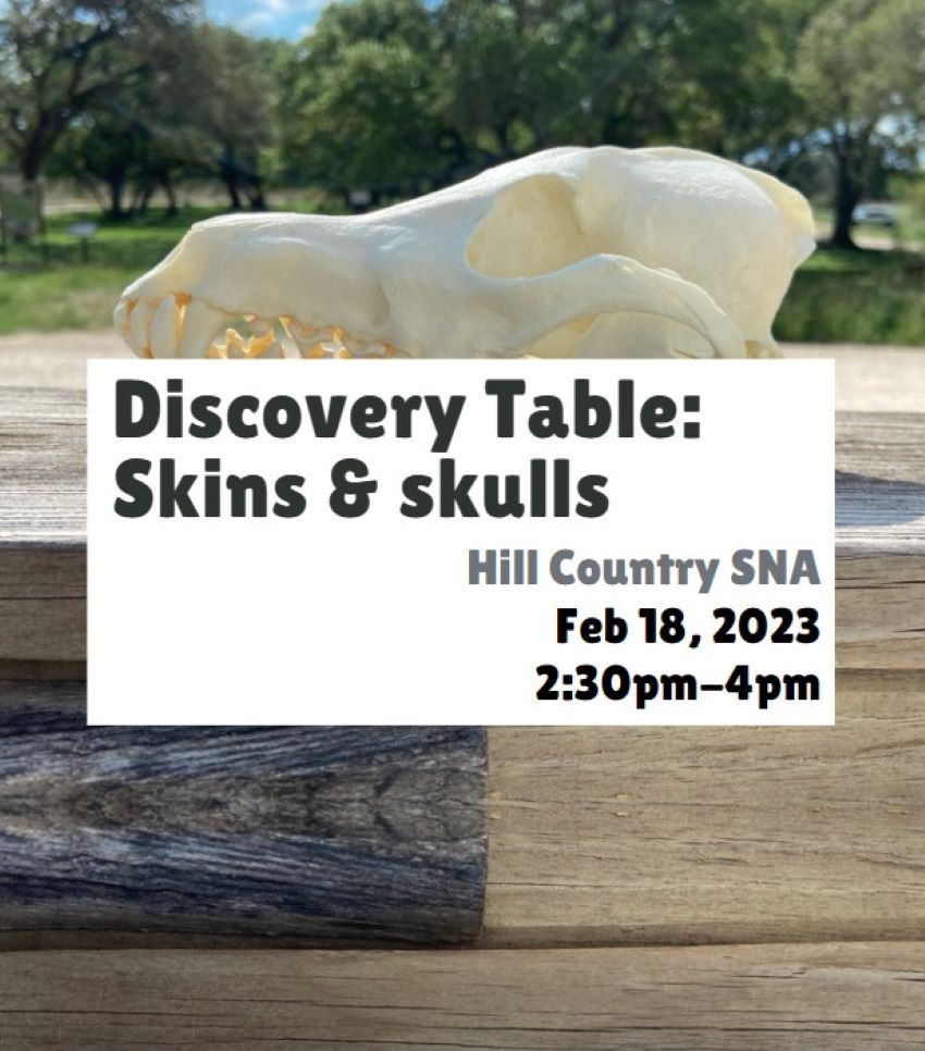 Discovery Table: Skins & Skulls