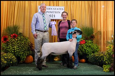 Market Lamb Judging Classes