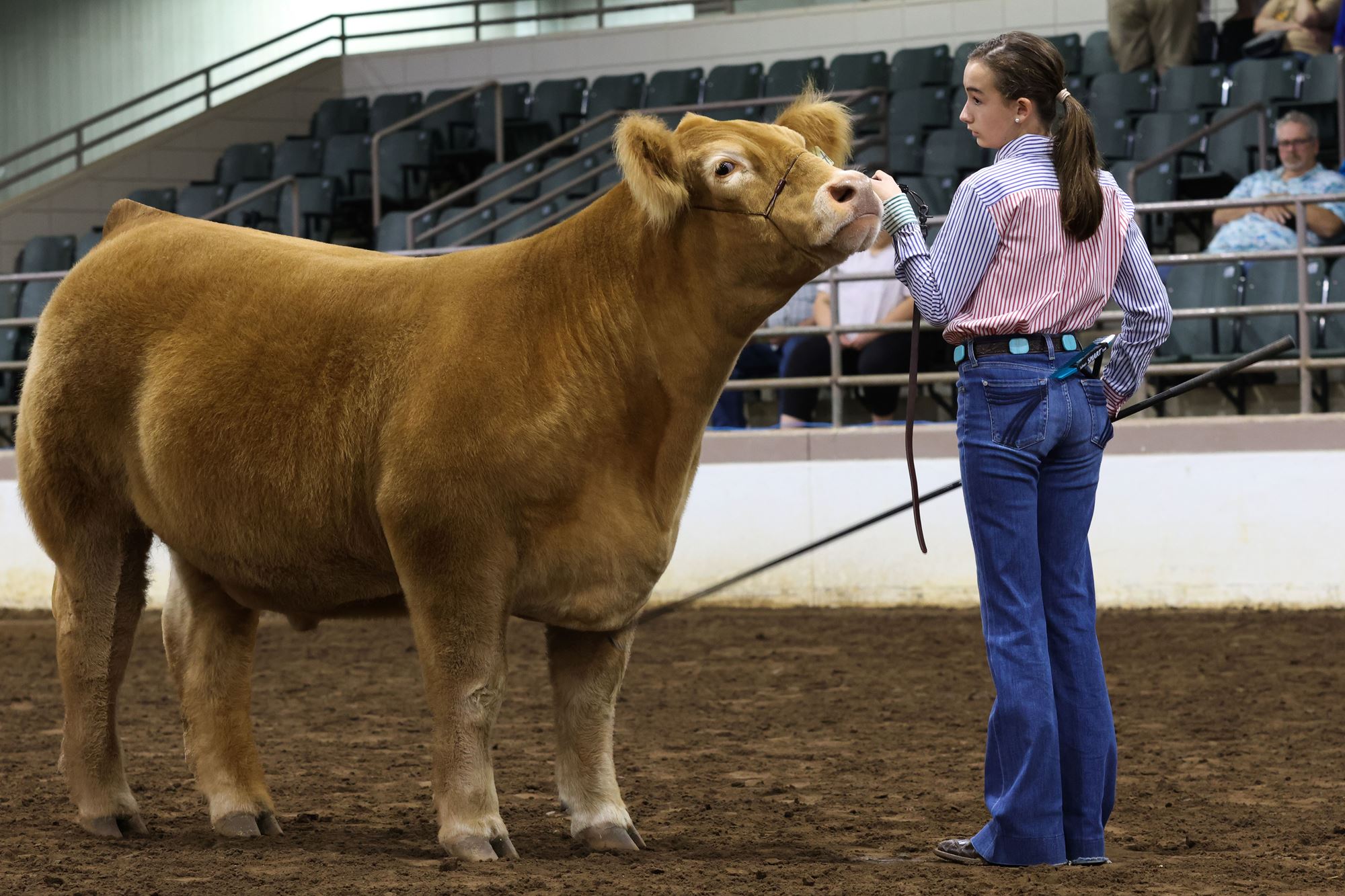 Livestock Competitions