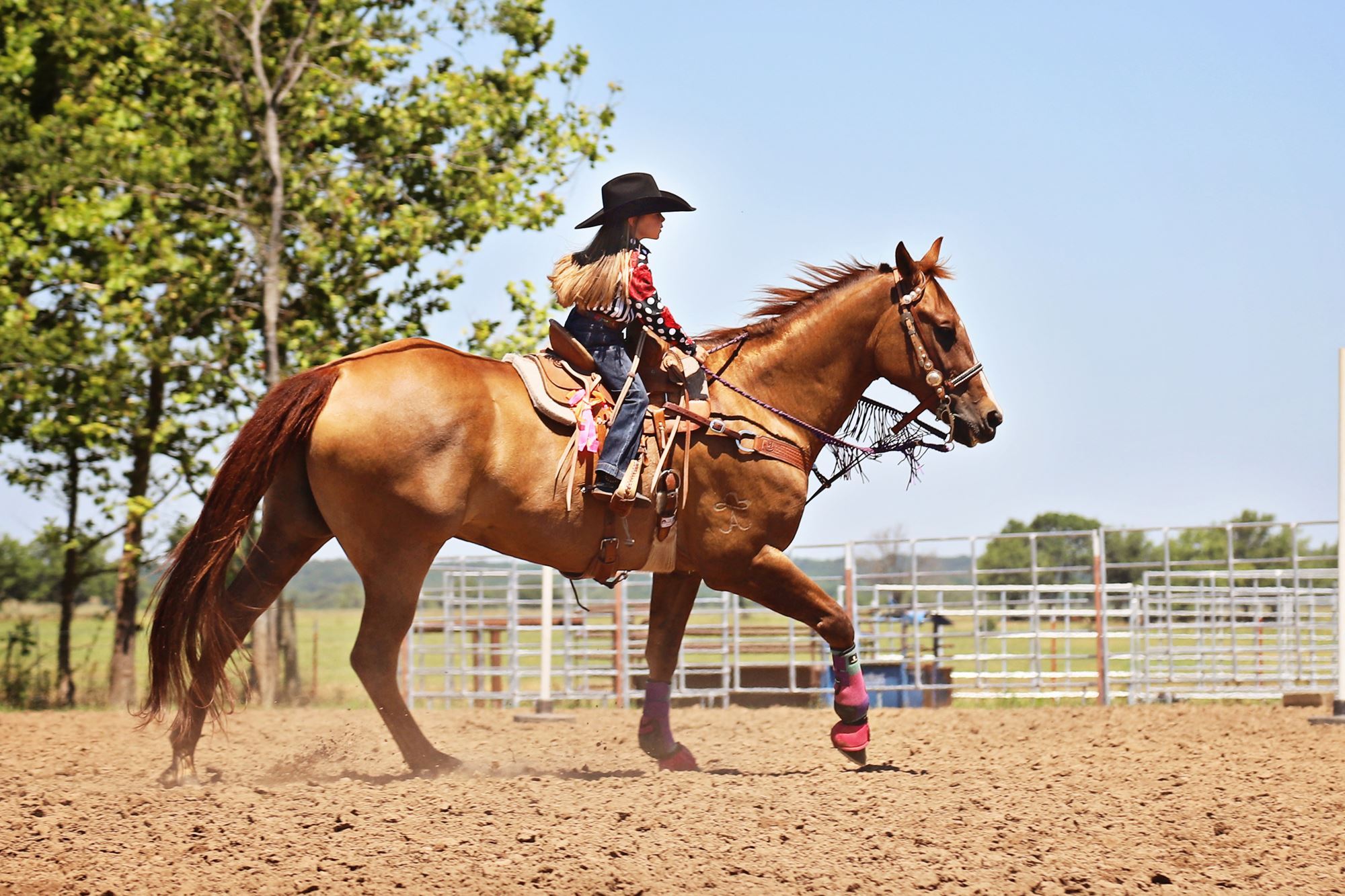 AQHA 'Horse of the Year'