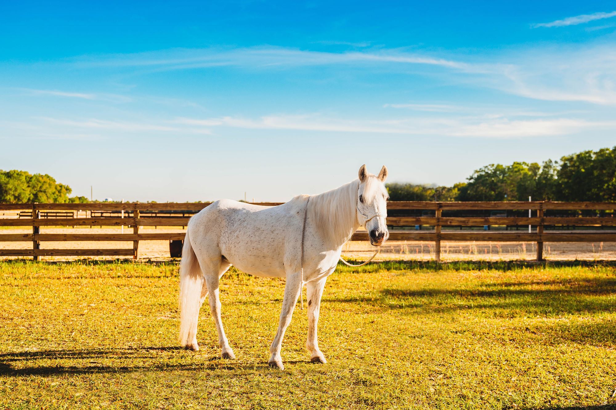 Classic Equine 'Horse of the Year'