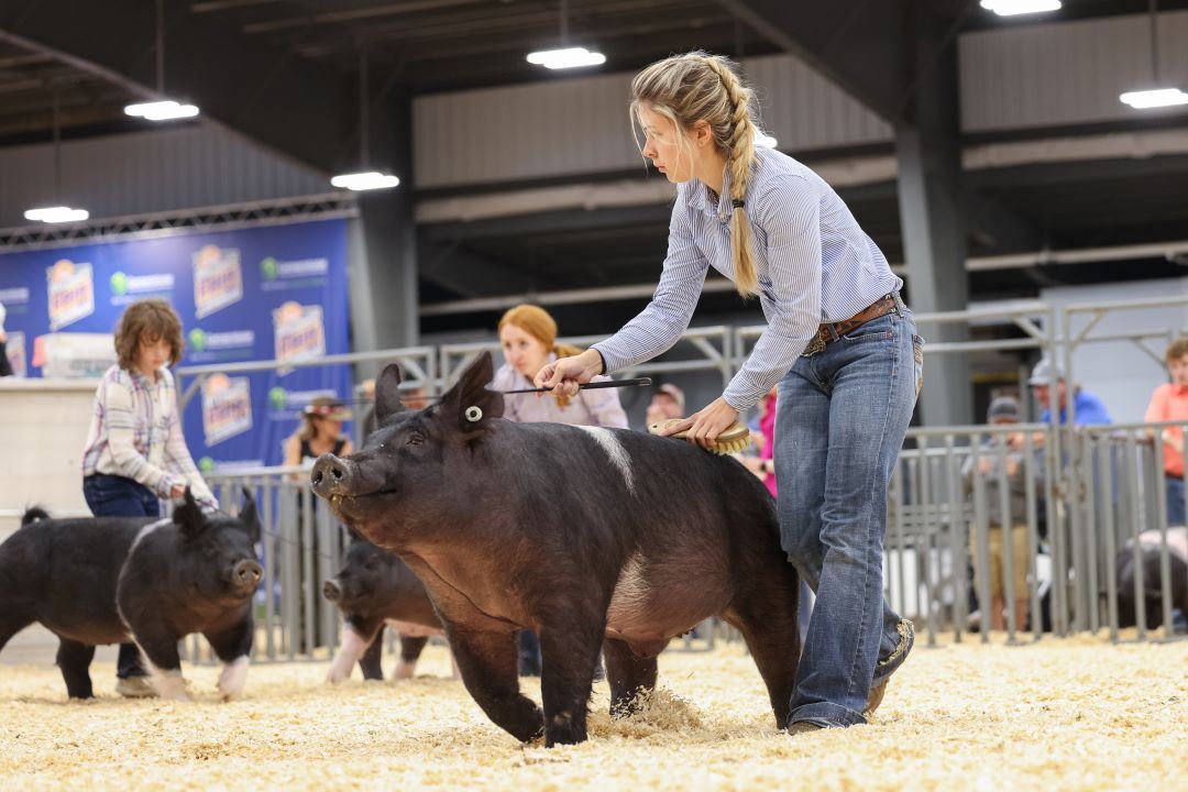 4-H & FFA Hog & New York Born Bred and Raised Show.