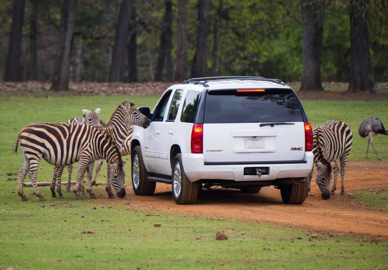 Cherokee Trace Drive-Thru Safari