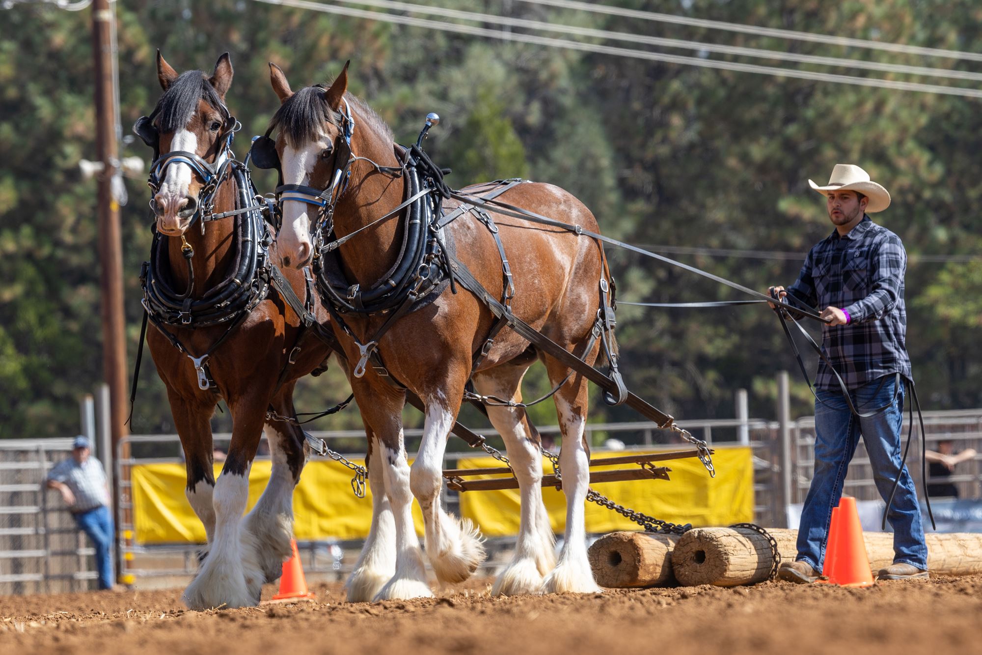 Performance Schedule