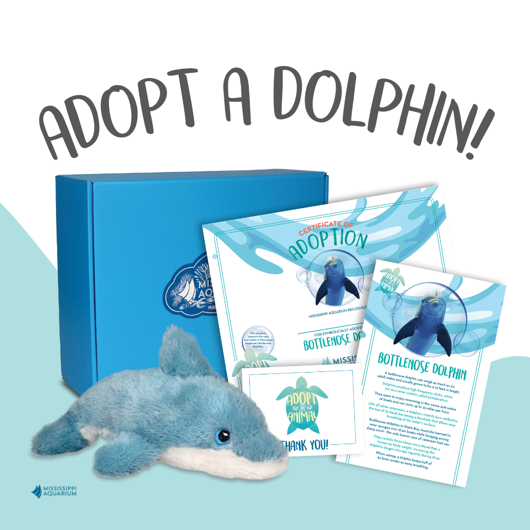 Atlantic Bottlenose Dolphins