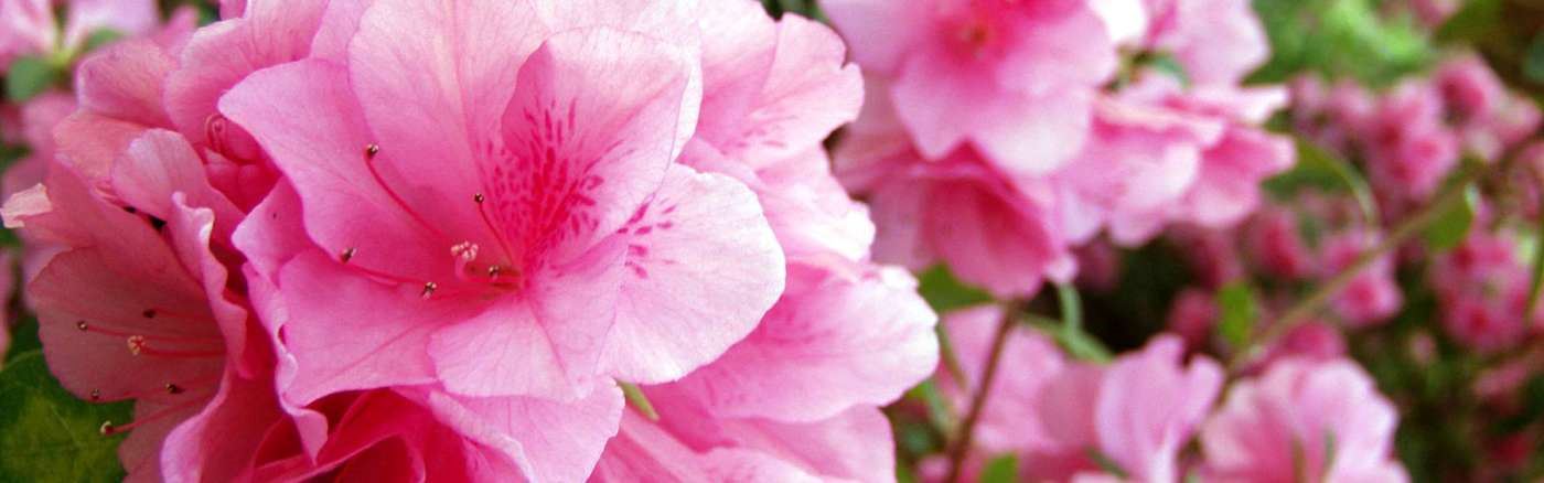 Tour Texas' Largest Azalea Garden