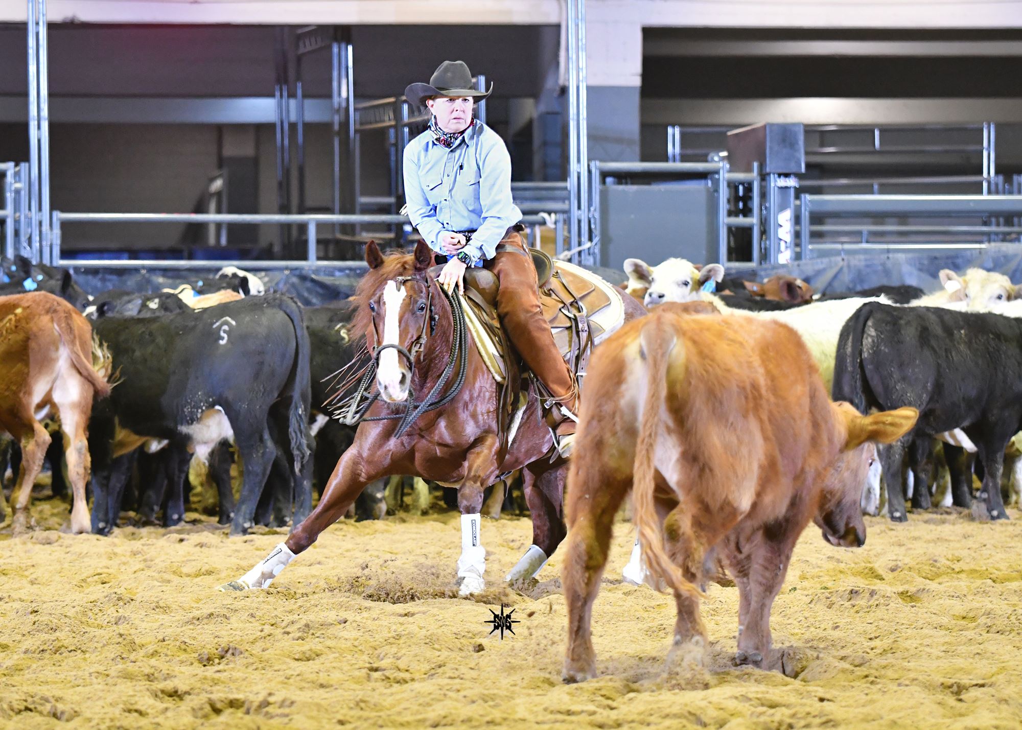 NCHA Cutting Show