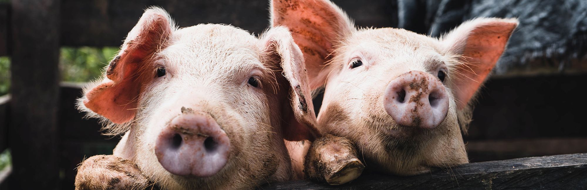 There's a Pig in My Classroom - Indiana State Fair