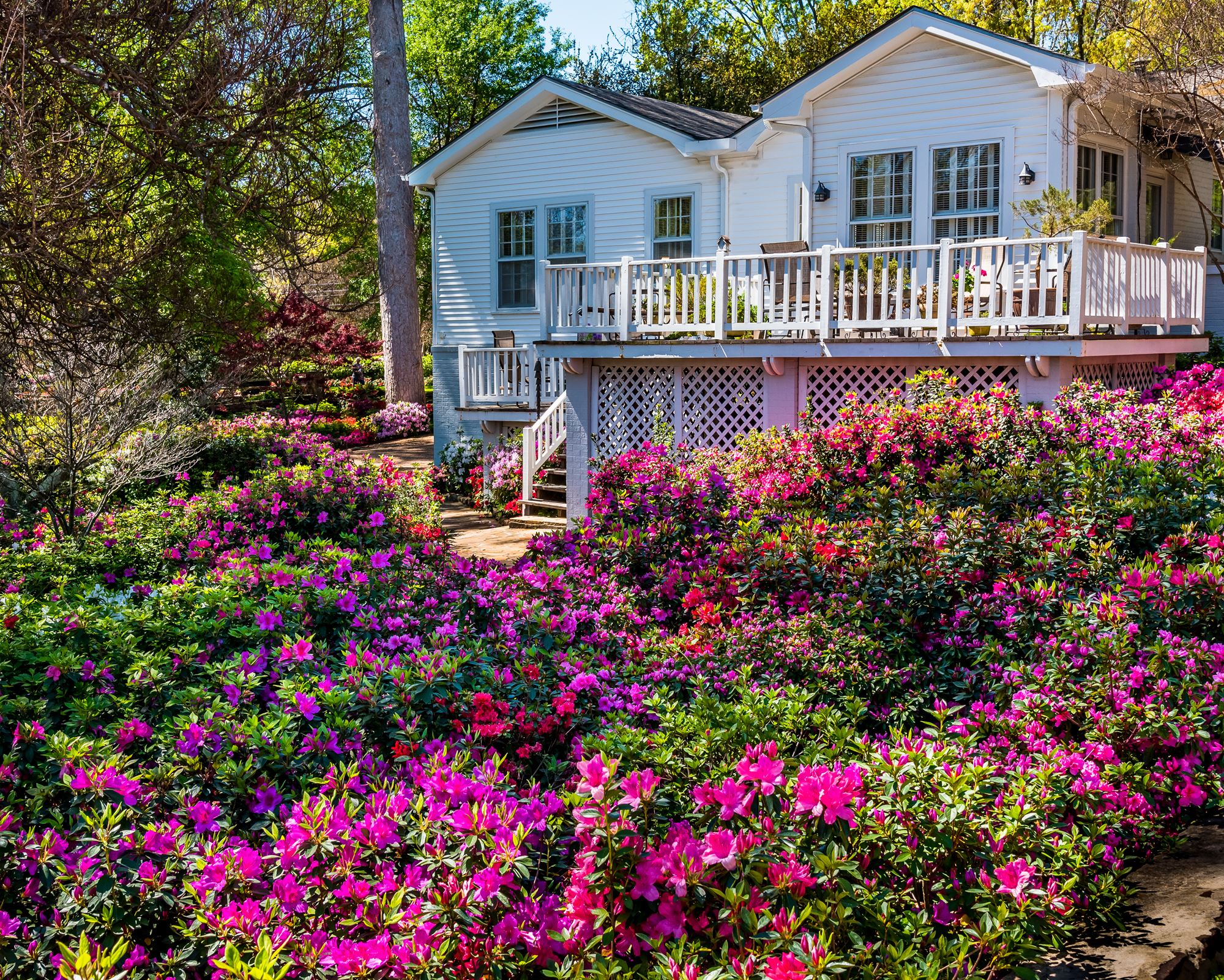 Azalea & Spring Flower Trail