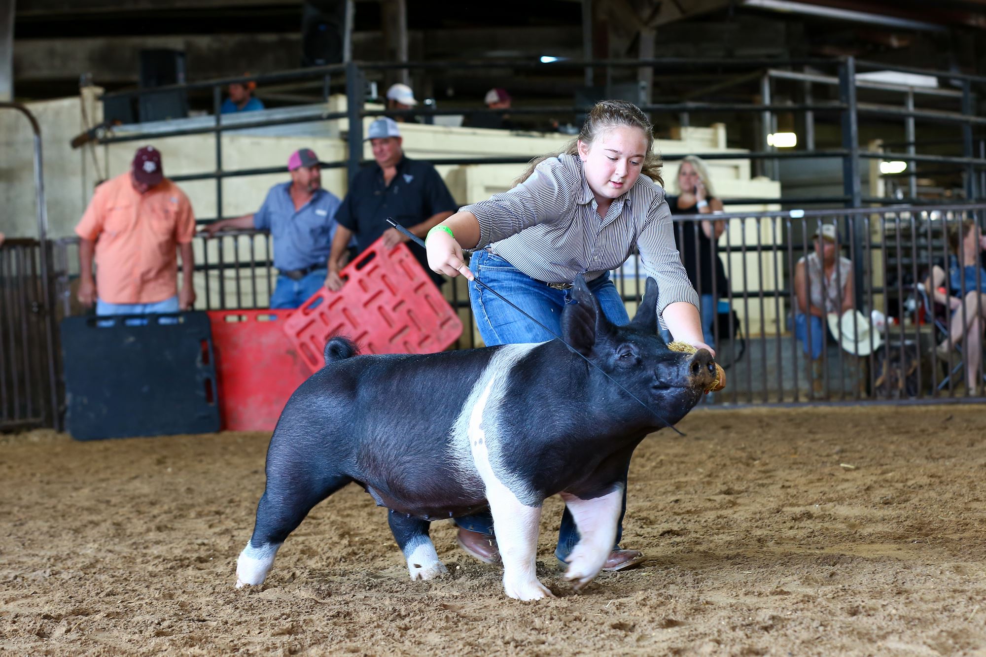 Market Swine Show