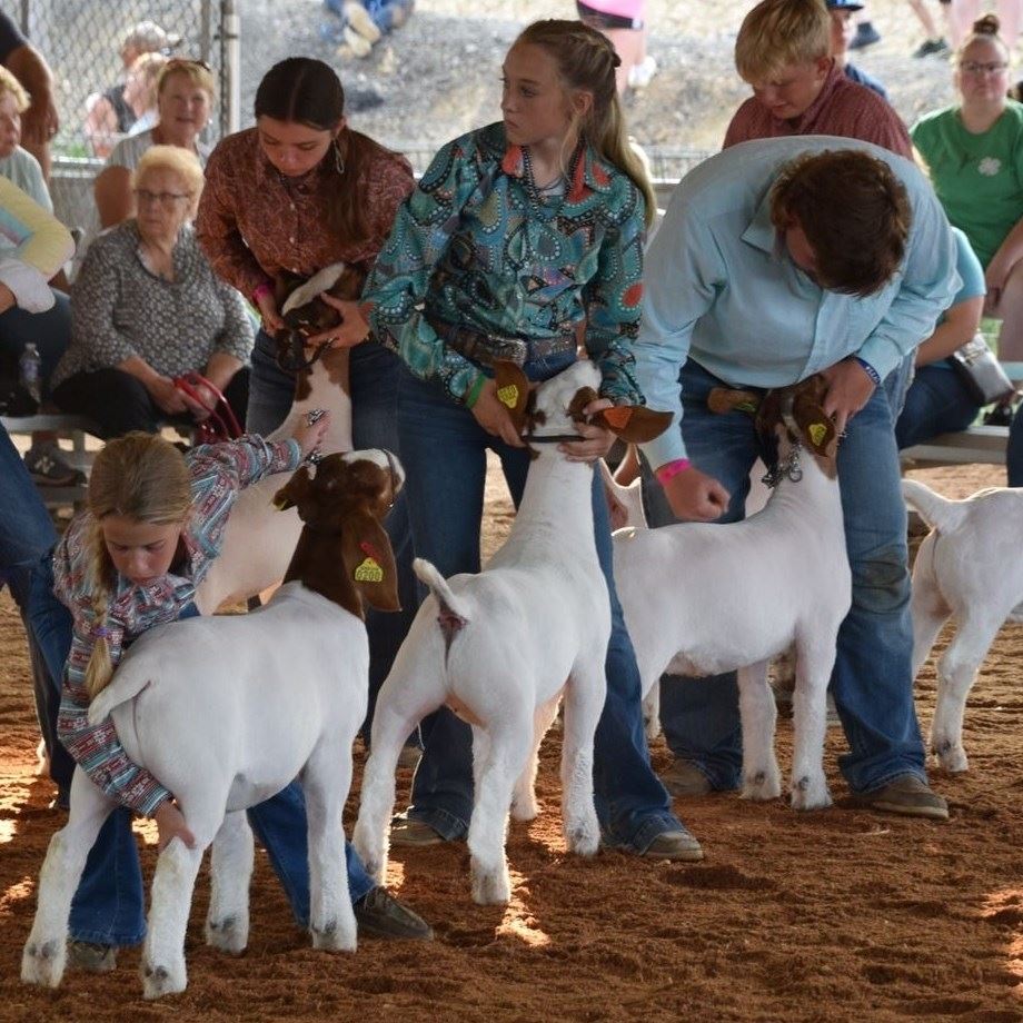 Bedford Fair Premium Guide