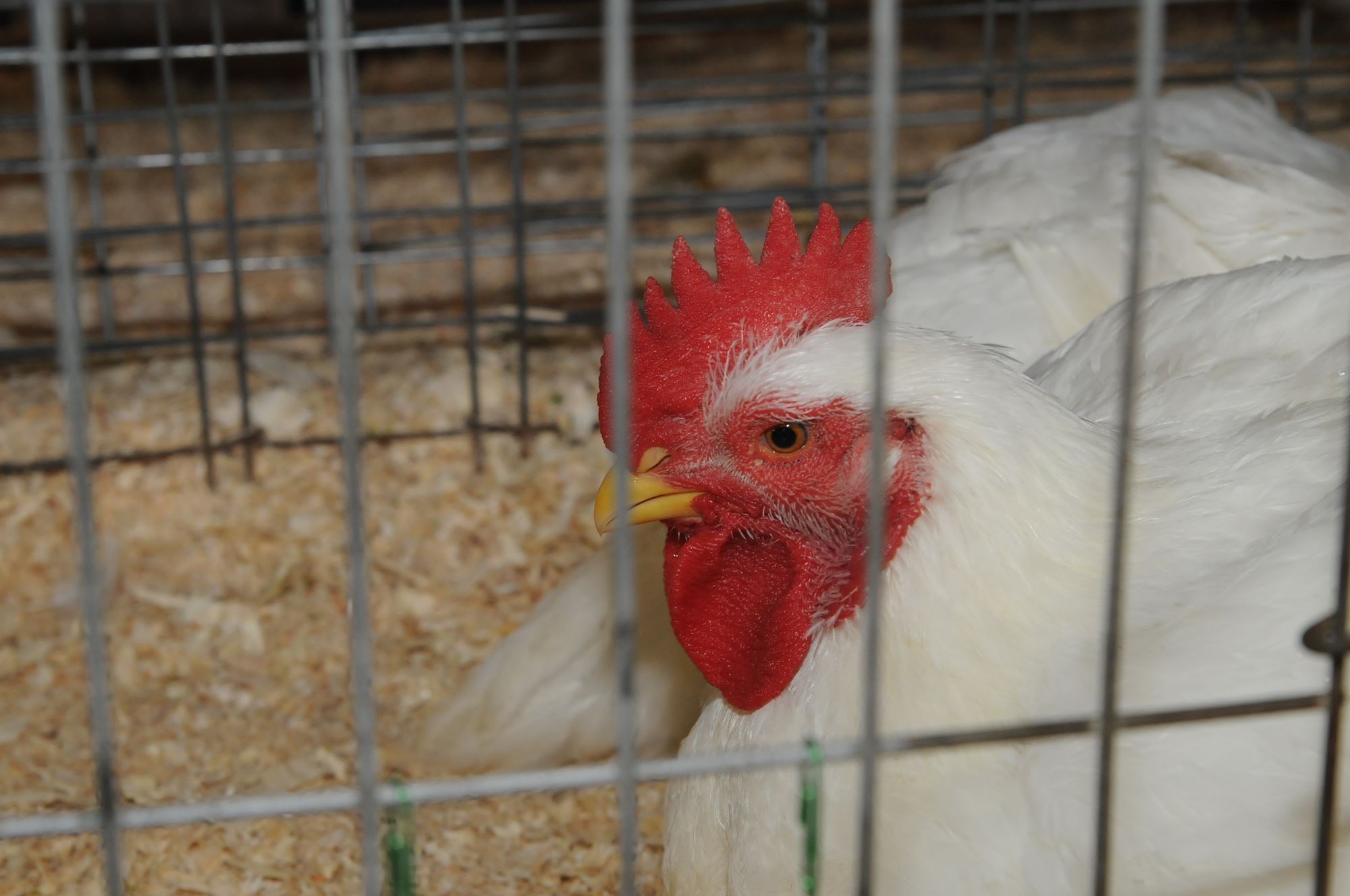 2022 Canfield Fair Photos