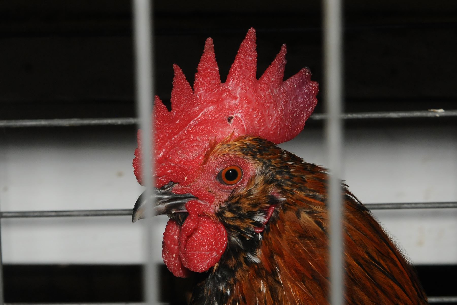 2022 Canfield Fair Photos