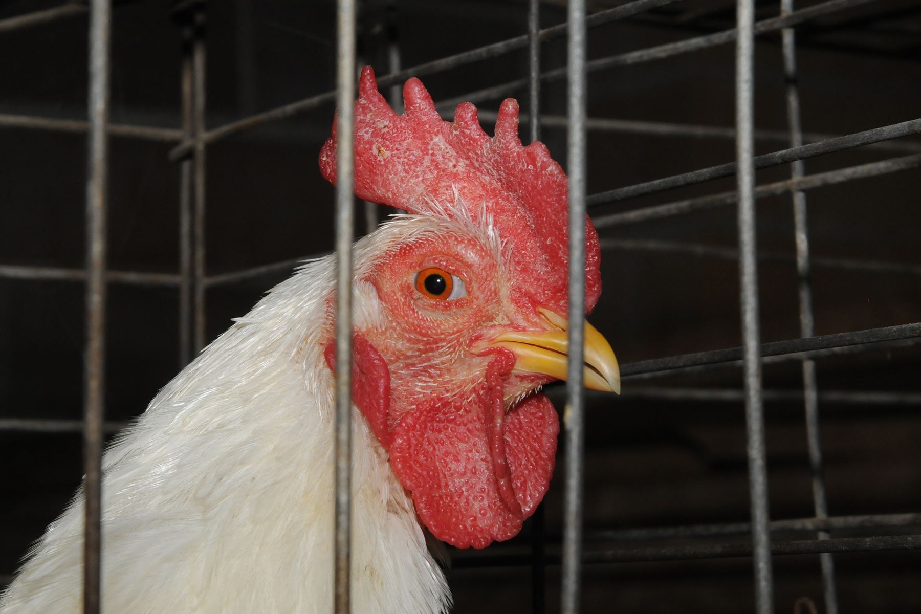 2022 Canfield Fair Photos