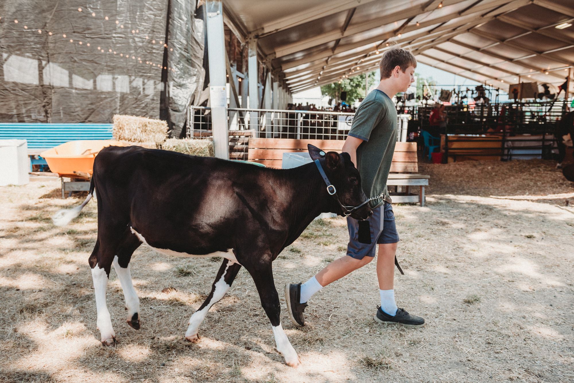 Open Class Livestock
