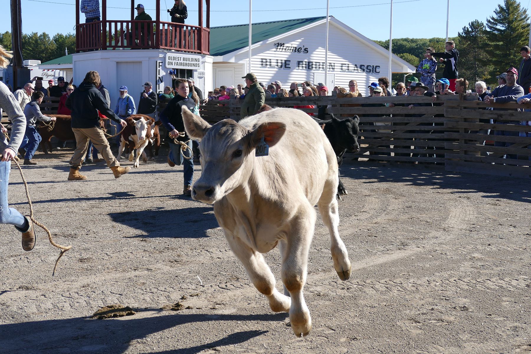 Calf Scramble