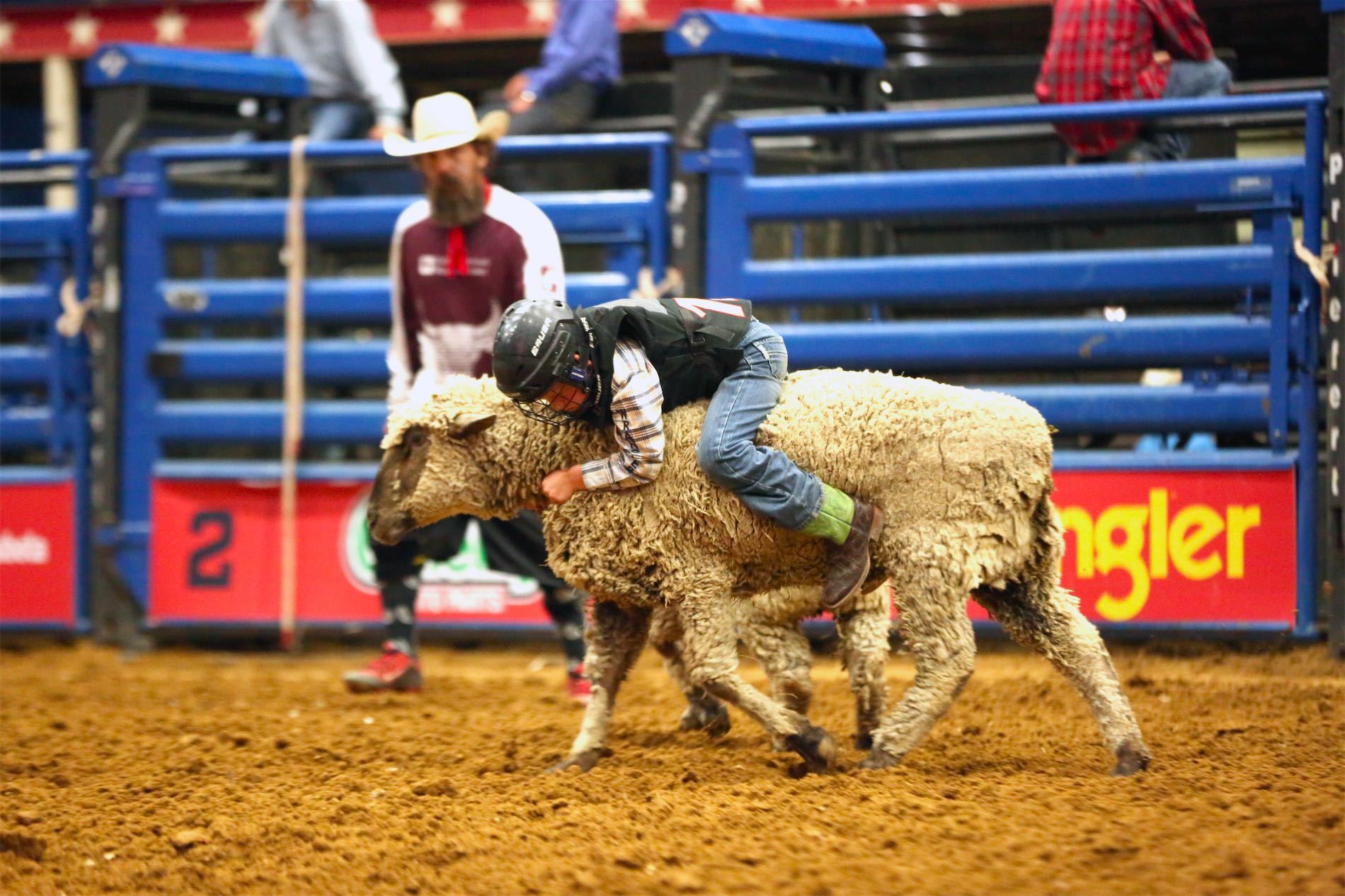 Mutton Bustin' | Mesquite Rodeo