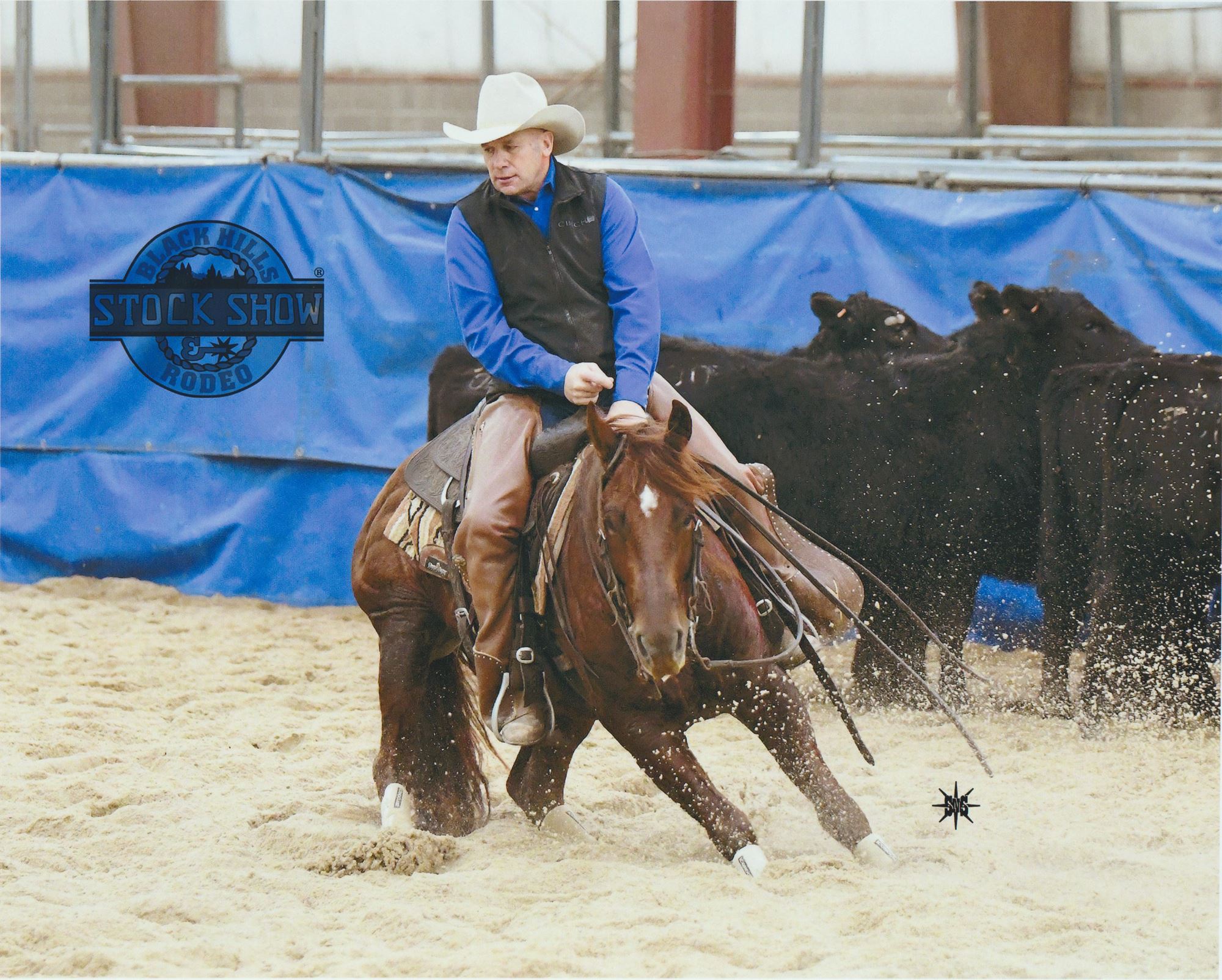 Horse Sale and Stallion Row