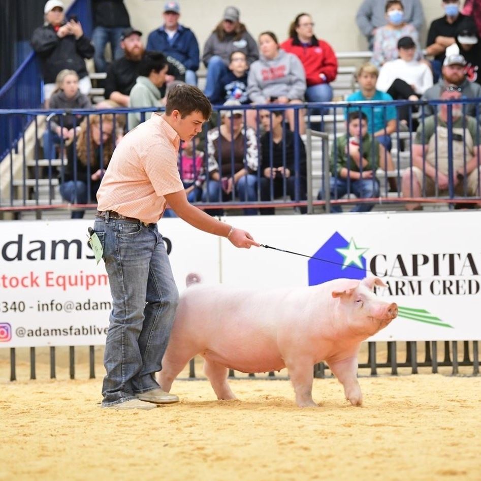 Livestock Show & Contests