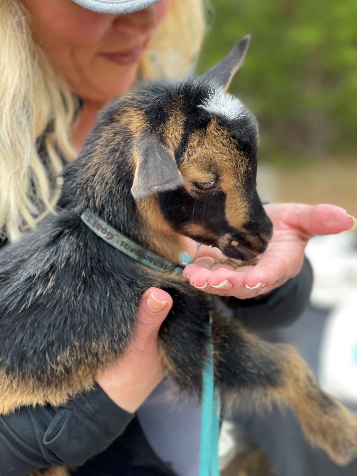 Baby Goats and Brunch at Vista (Holiday Edition)