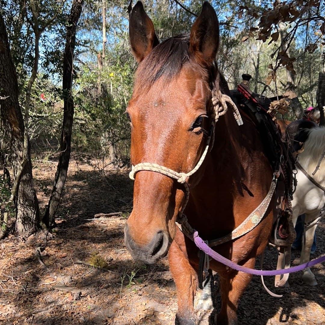 Grace Ranch Western Riding
