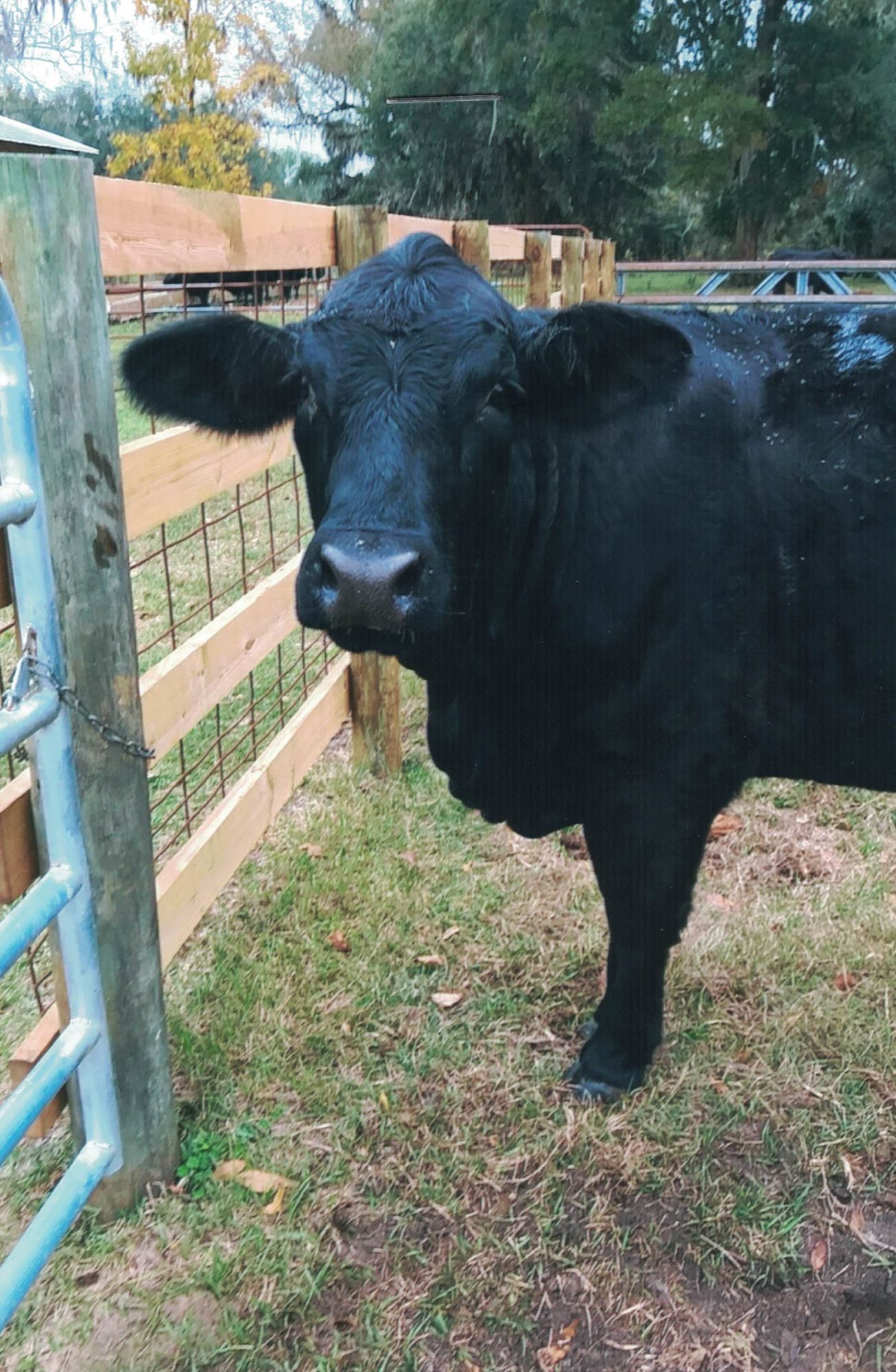 Swine and Heifer Proper Entry Photo Examples