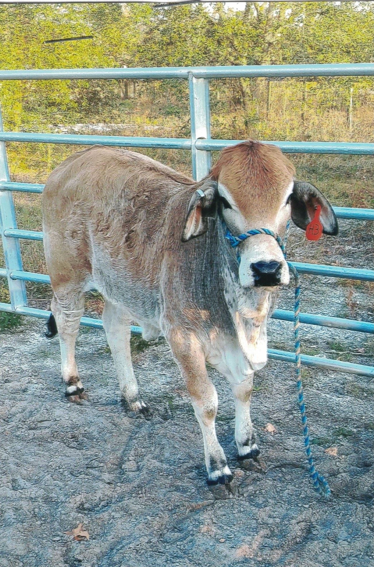 Swine and Heifer Proper Entry Photo Examples