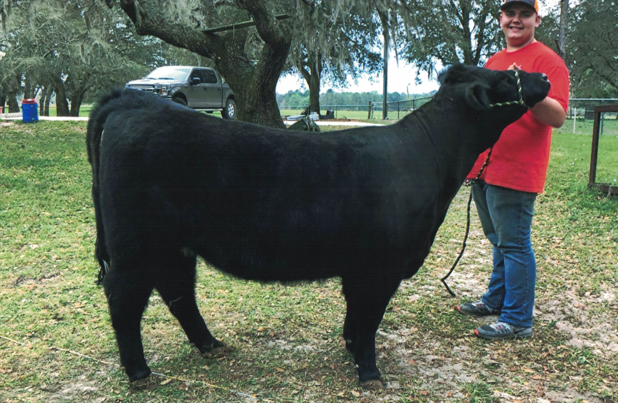 Swine and Heifer Proper Entry Photo Examples