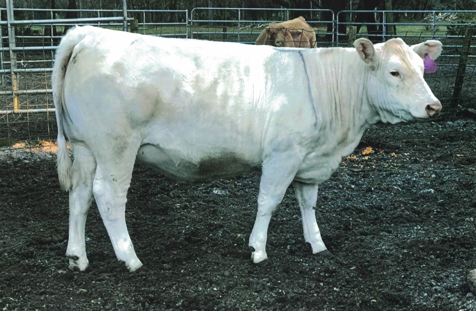 Swine and Heifer Proper Entry Photo Examples