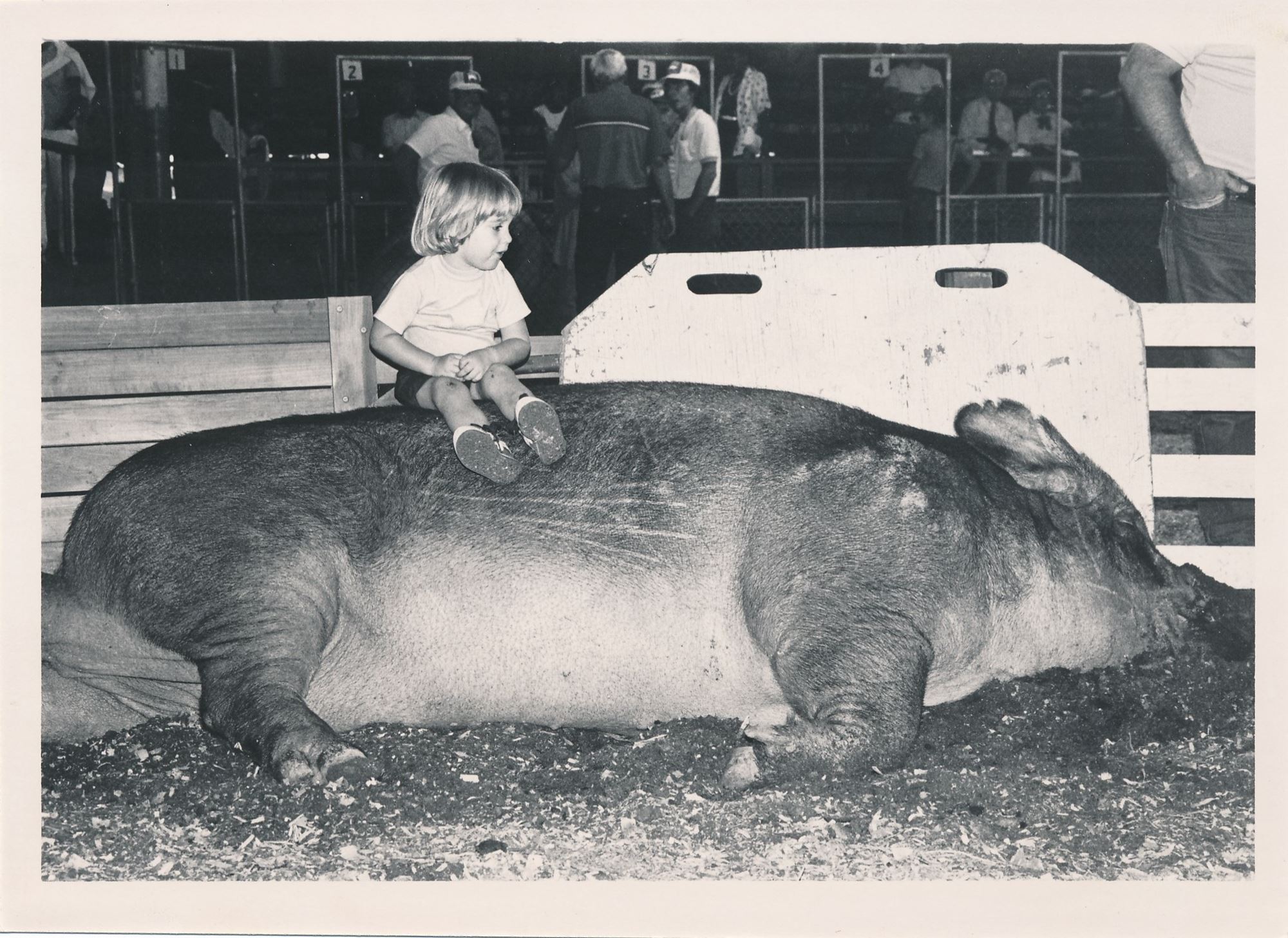 Swine Barn History