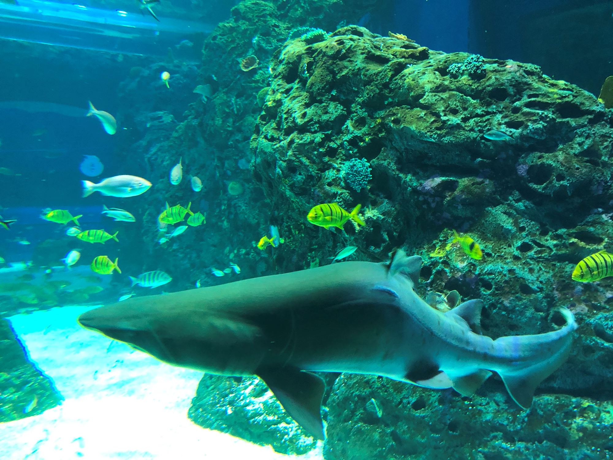 Stella's Story at Mississippi Aquarium