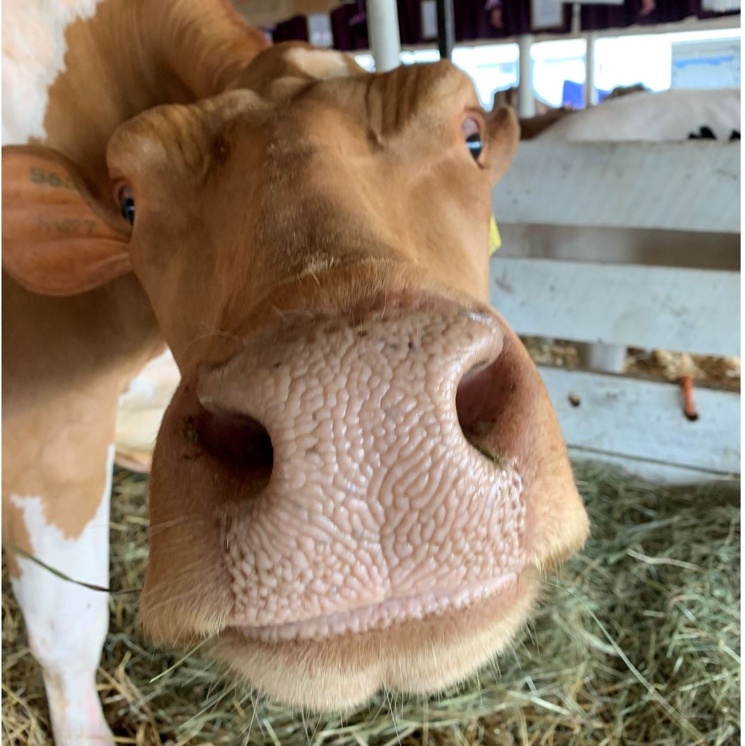 Animal Health Requirements & Recommendations