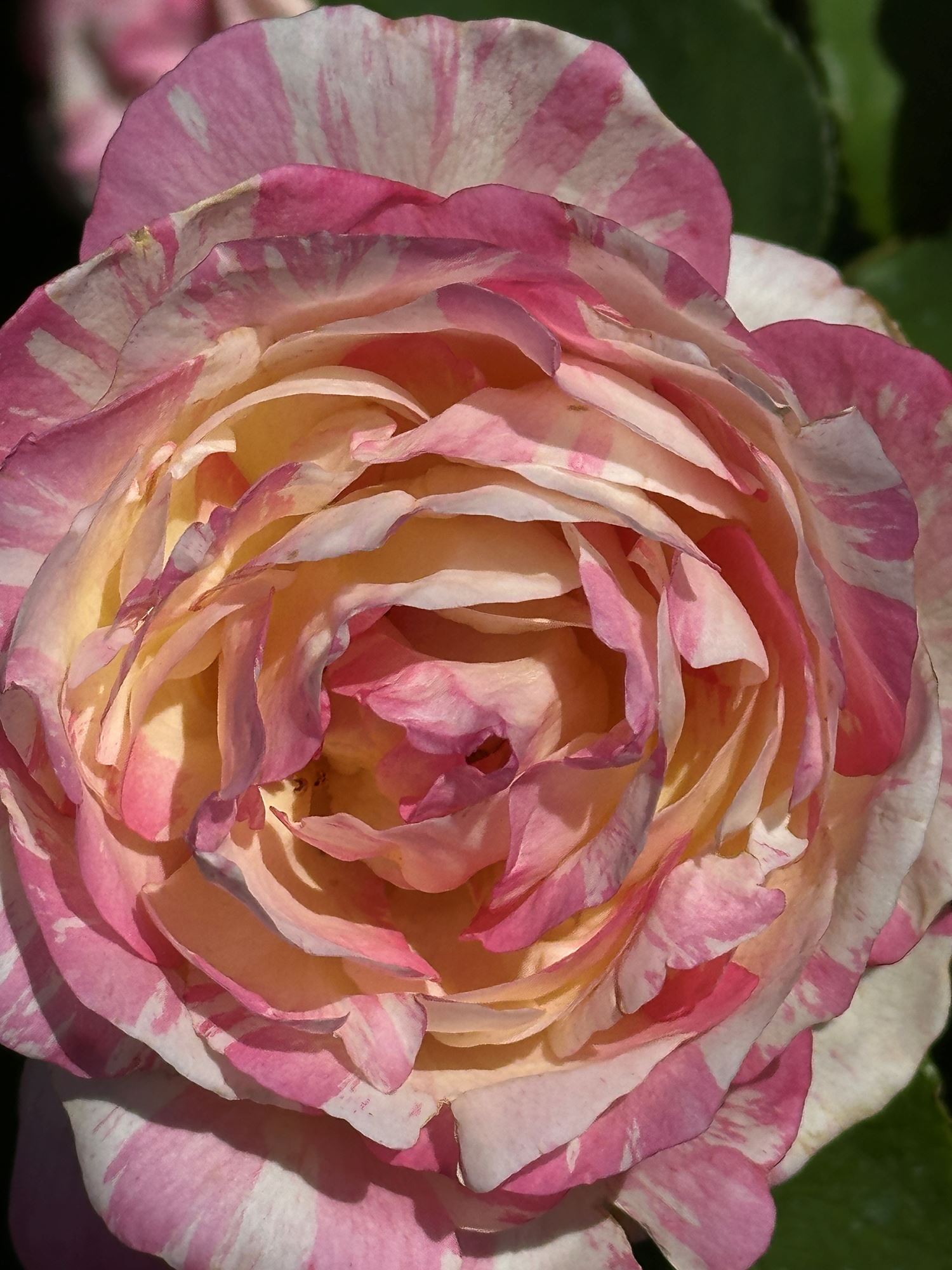 Tyler Municipal Rose Garden