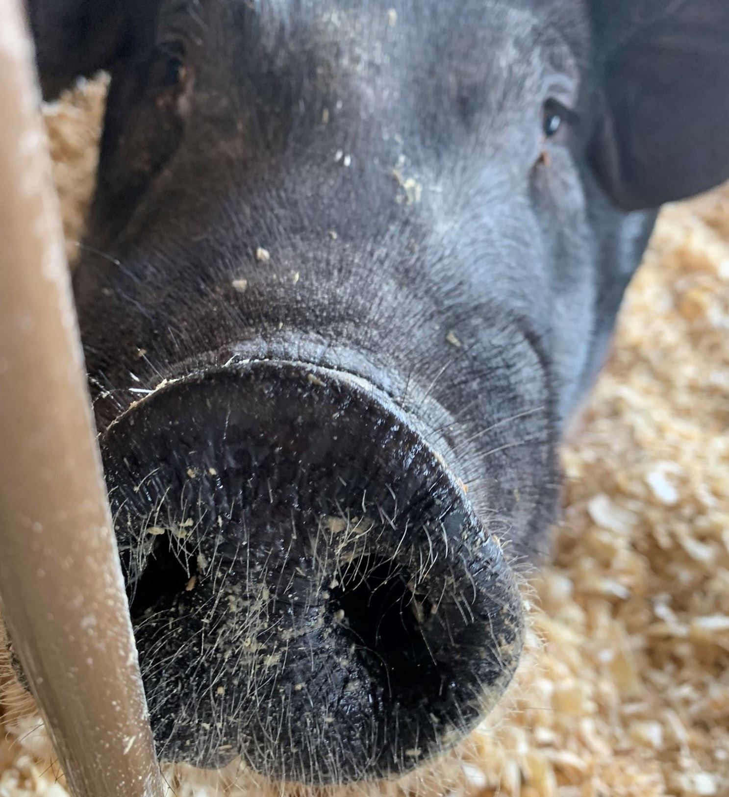 Animal Health Requirements & Recommendations