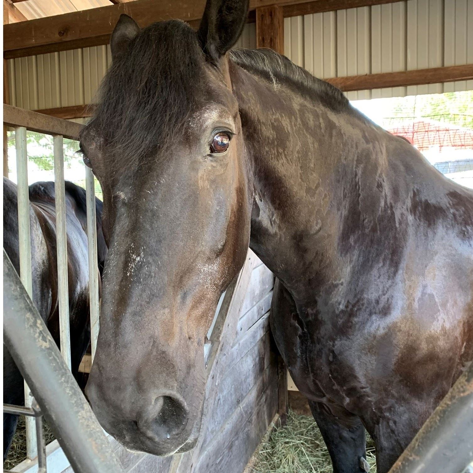 Animal Health Requirements & Recommendations