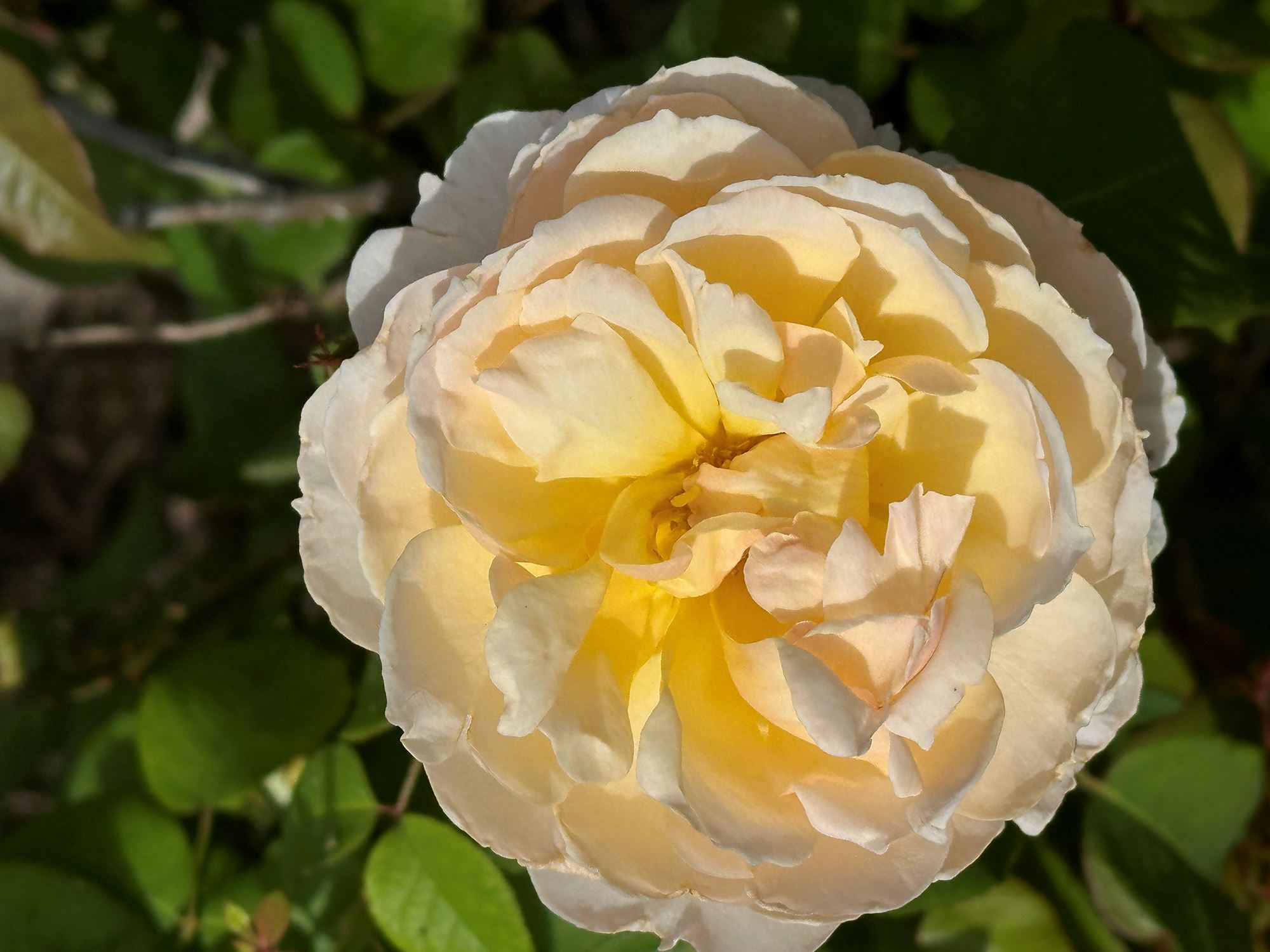 Tyler Municipal Rose Garden
