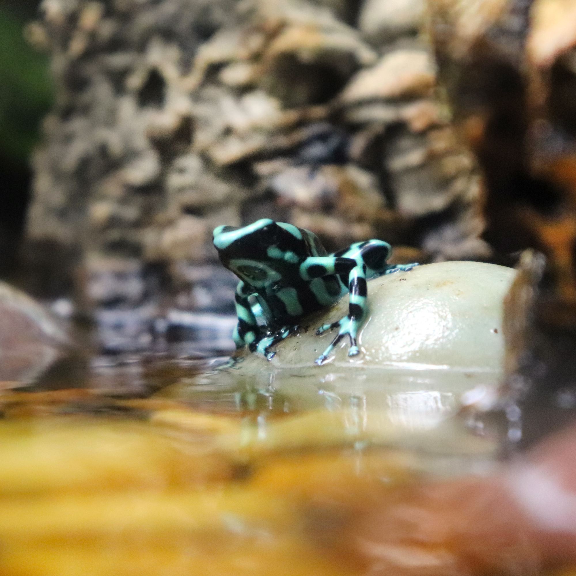 Animals at Mississippi Aquarium