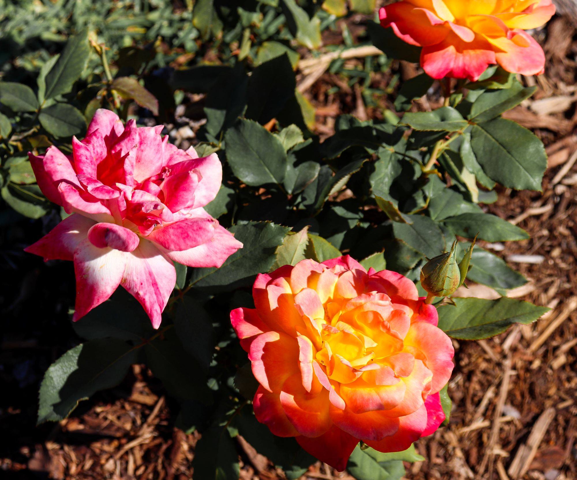 Rose Garden Center Tyler Tx | Fasci Garden