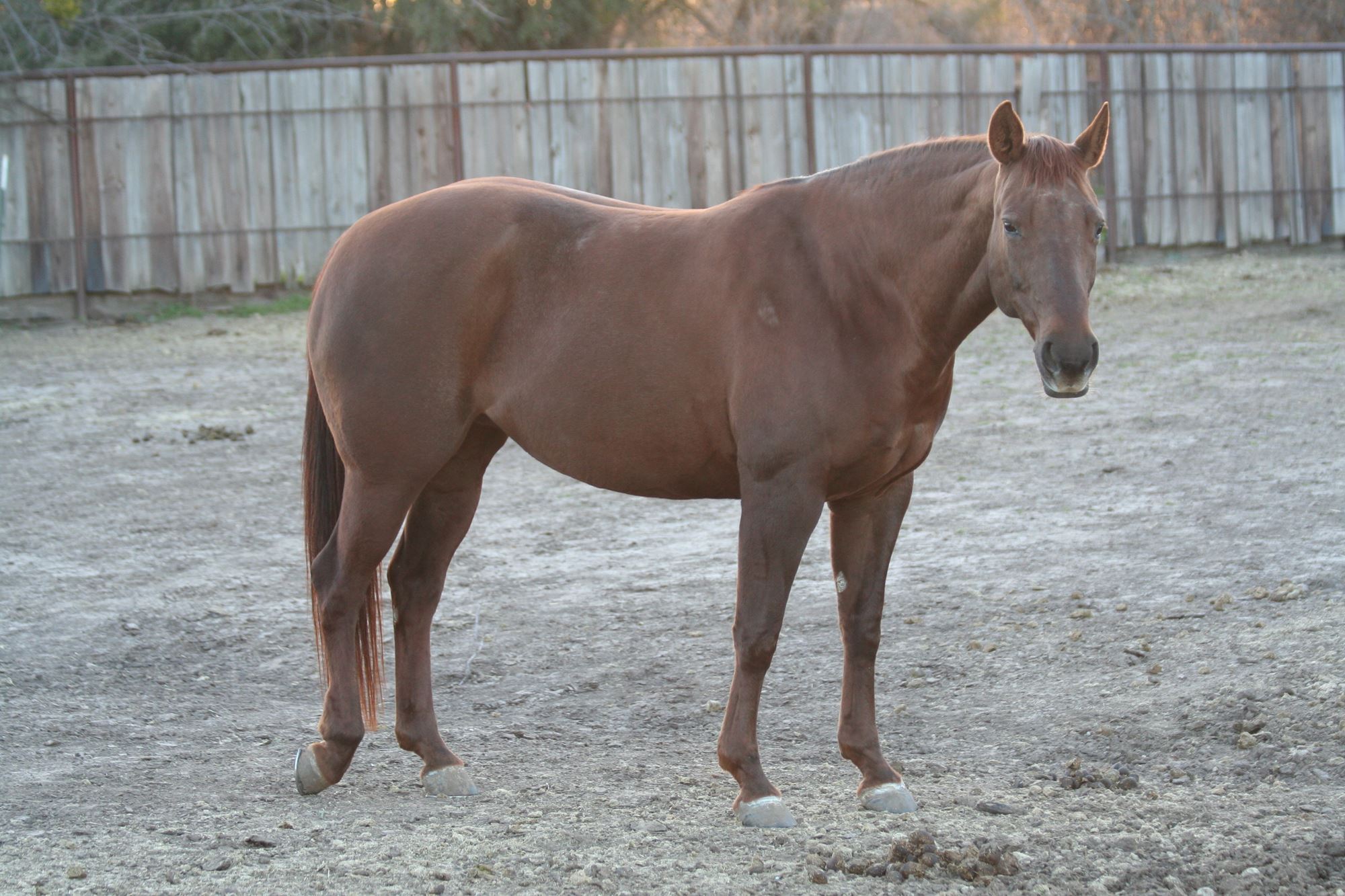AQHA 'Horse of the Year'