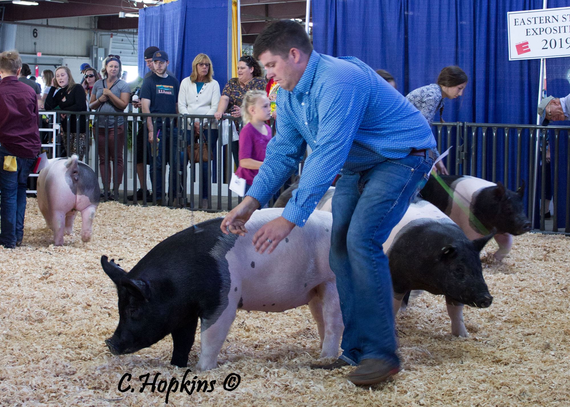 2019 Swine Show Photos