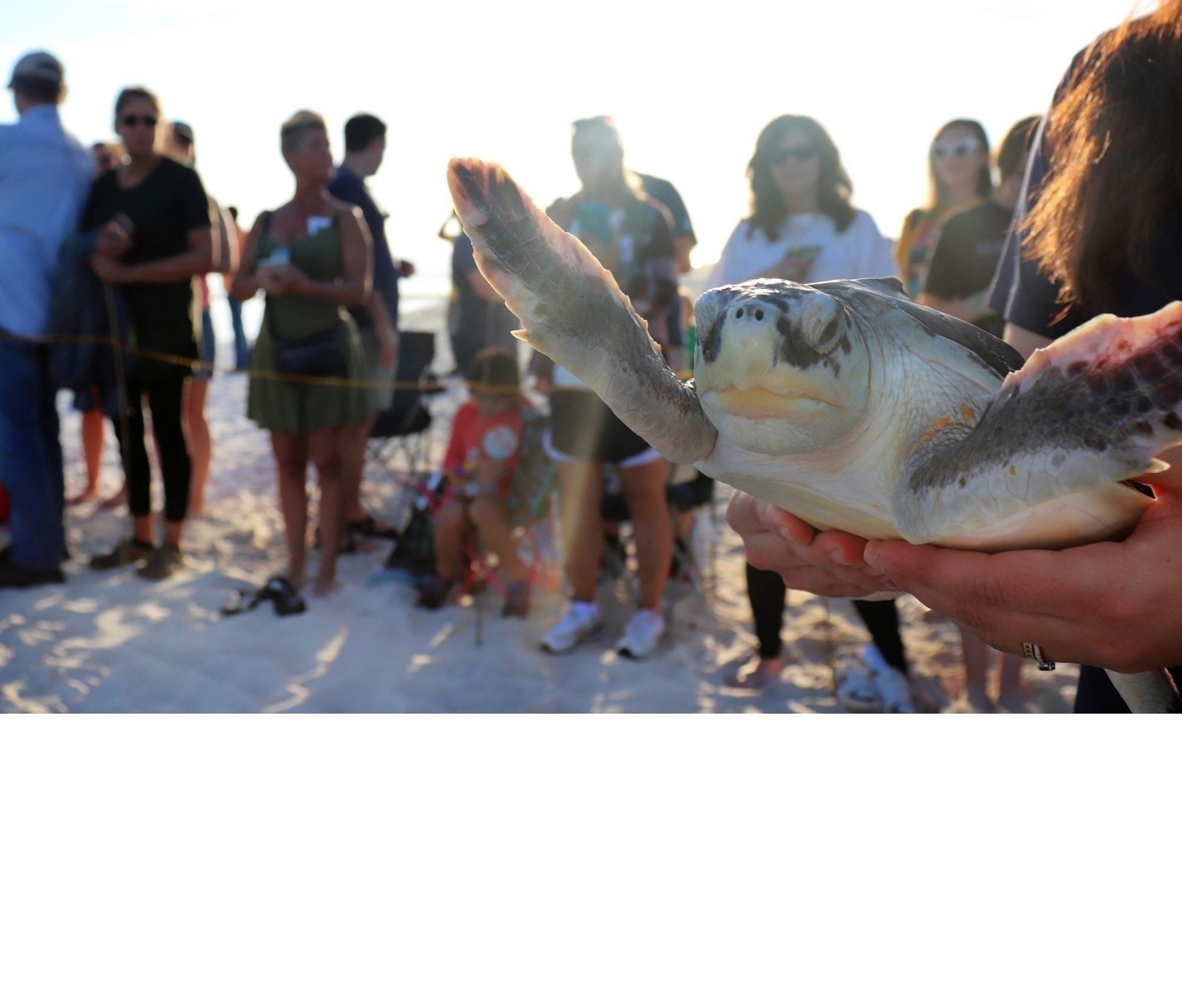Sea Turtle Rehabilitation at Mississippi Aquarium