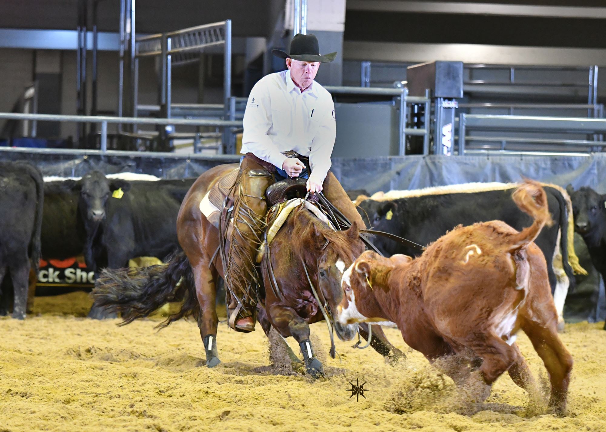 NCHA Cutting Show