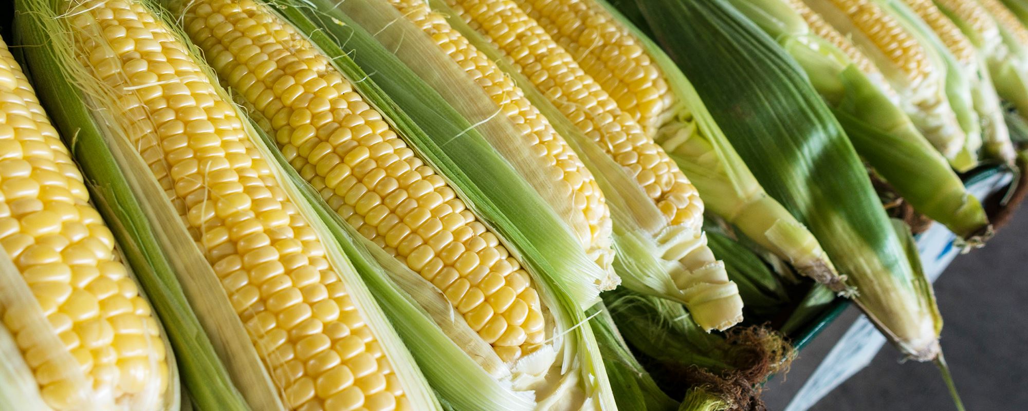 The Journey of Corn (Virtual)