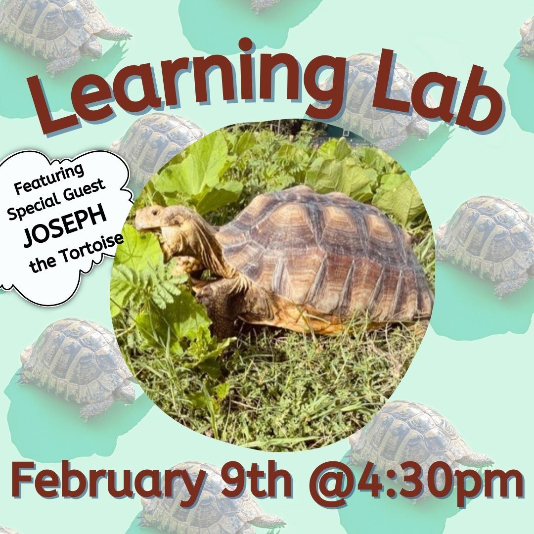 Learning Lab: Featuring Joseph the Tortoise